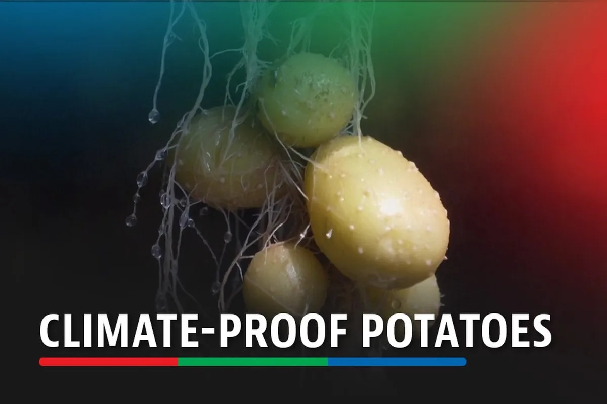 China scientists rush to climate-proof potatoes | ABS-CBN News
