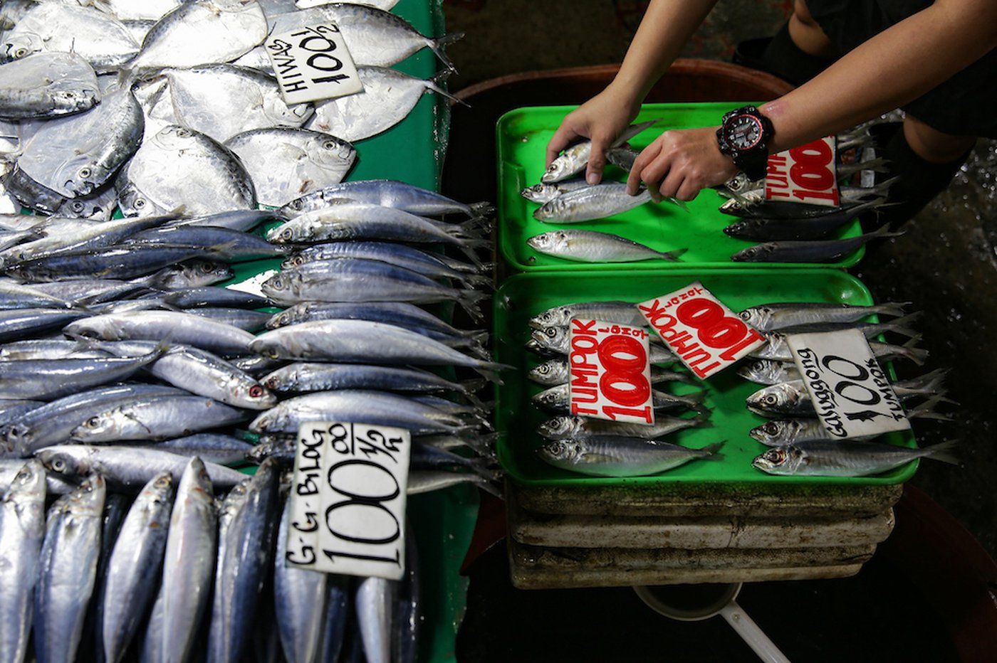 Agri dept approves additional imports of fish like galunggong after ...