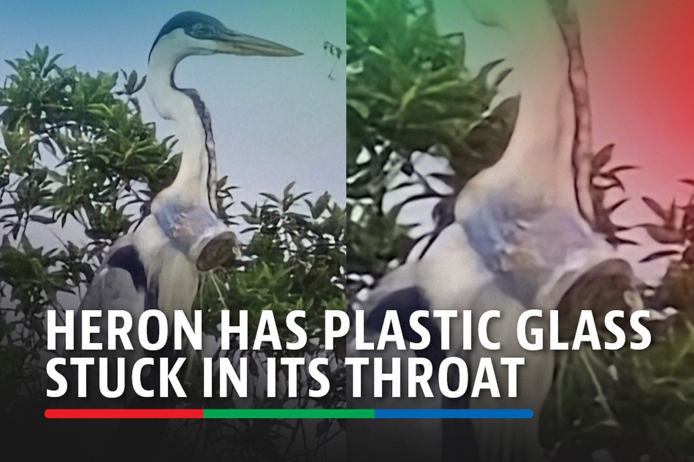 Heron has plastic glass stuck in its throat | ABS-CBN News
