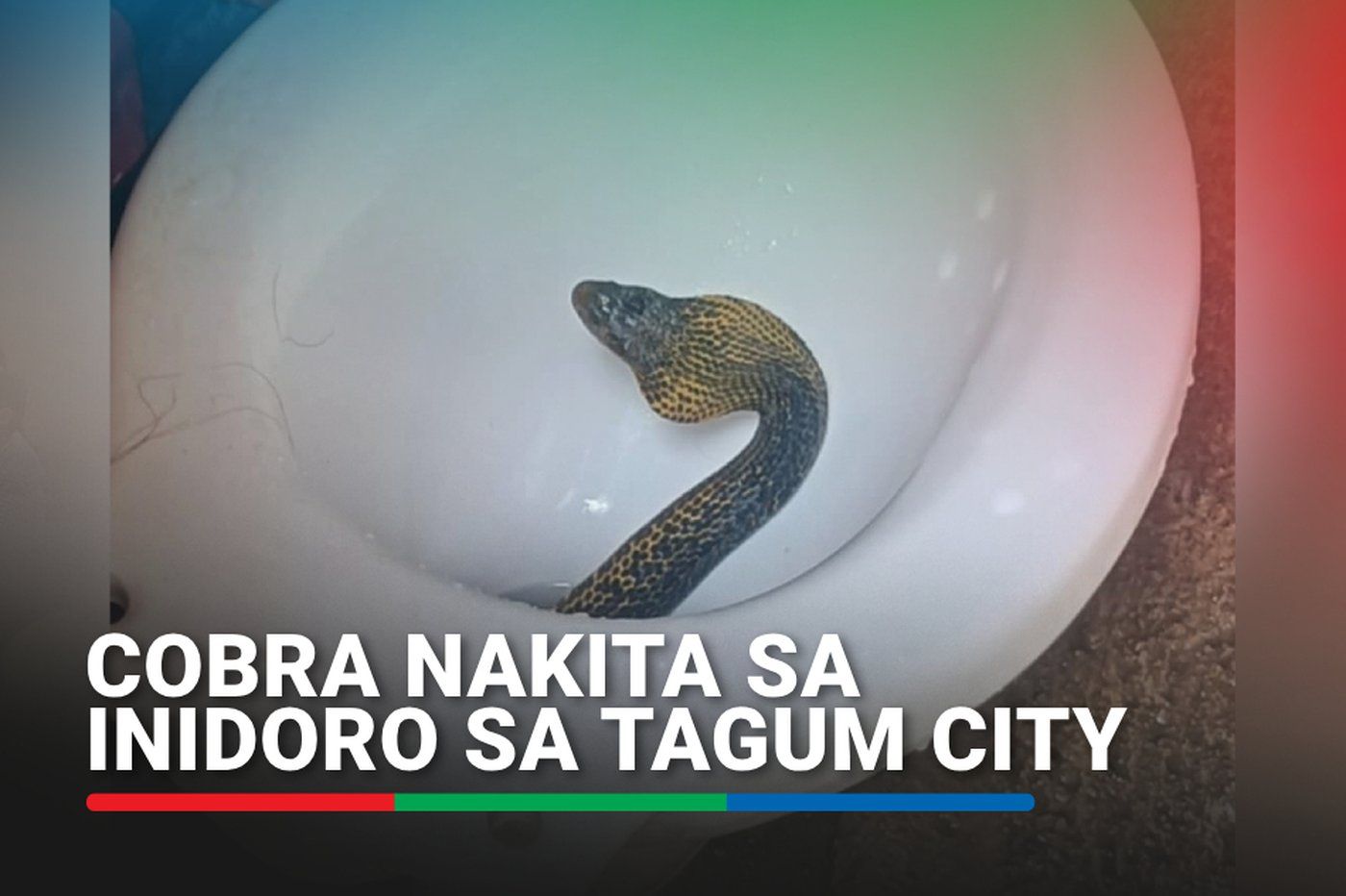 Cobra nakita sa inidoro sa Tagum City | ABS-CBN News