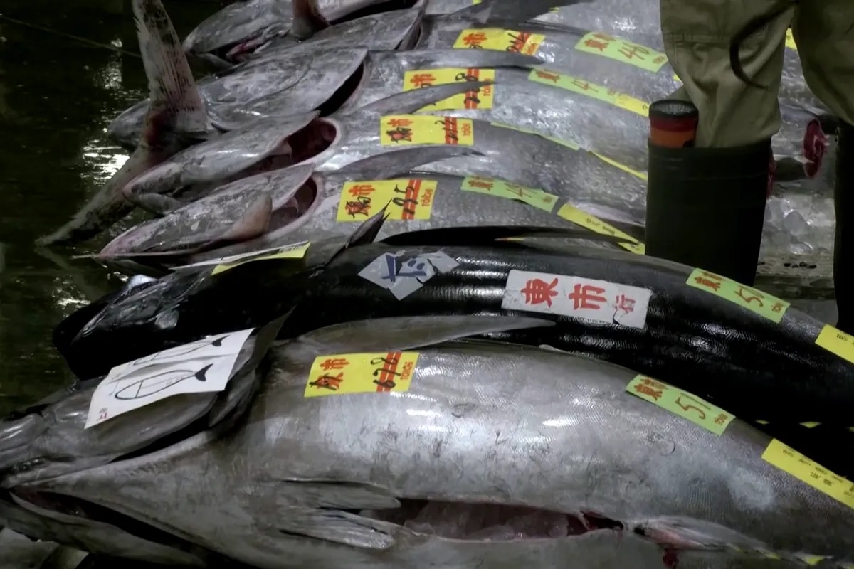 Buyer splashes out $1.3m for Tokyo new year tuna | ABS-CBN News