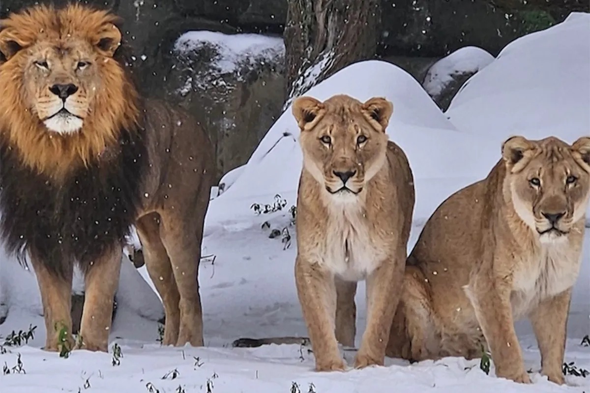 Snowy paws and hooves: Animals at Houston Zoo delight in rare snowfall ...