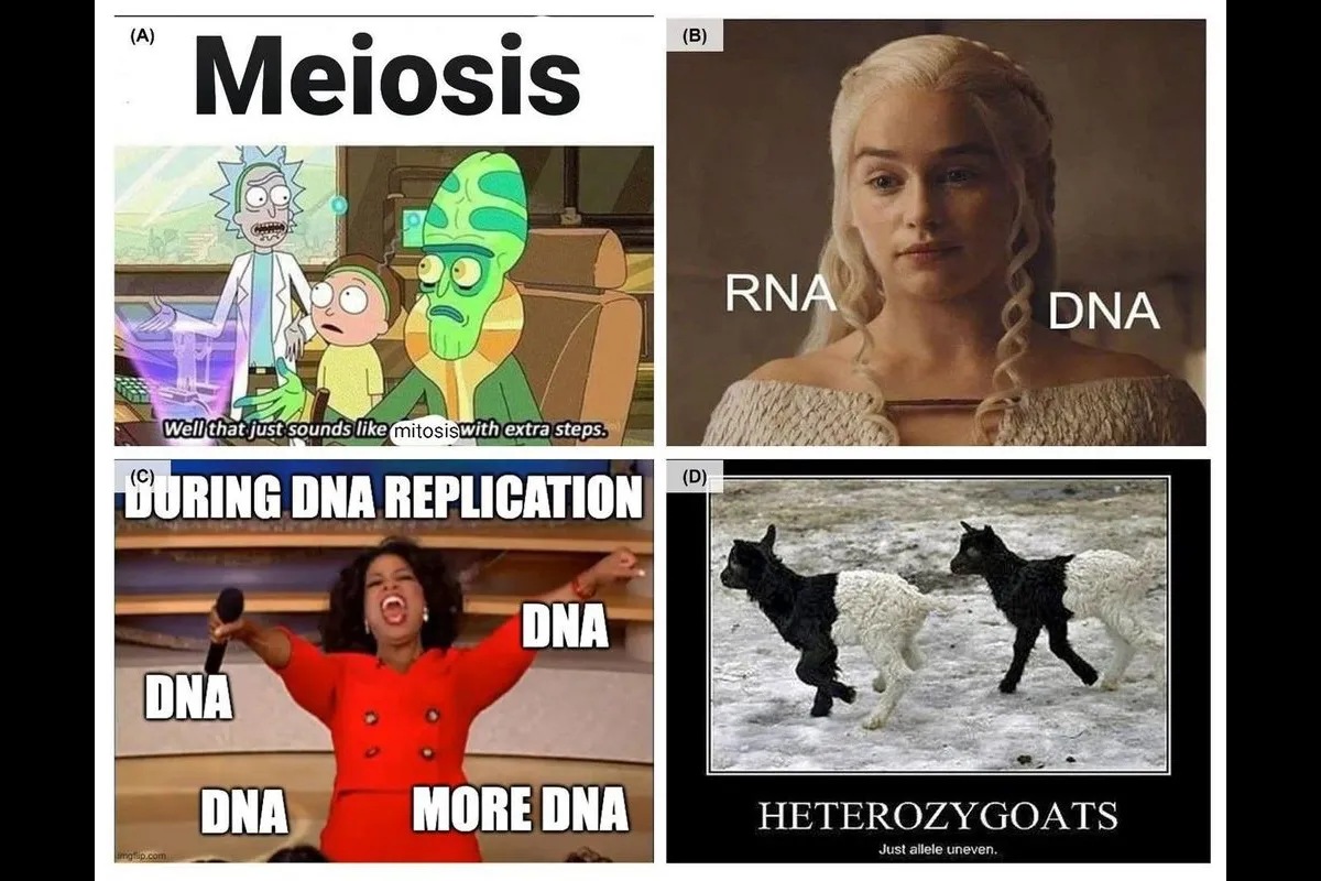 Memes enhance learning for senior high school students: Ateneo study ...