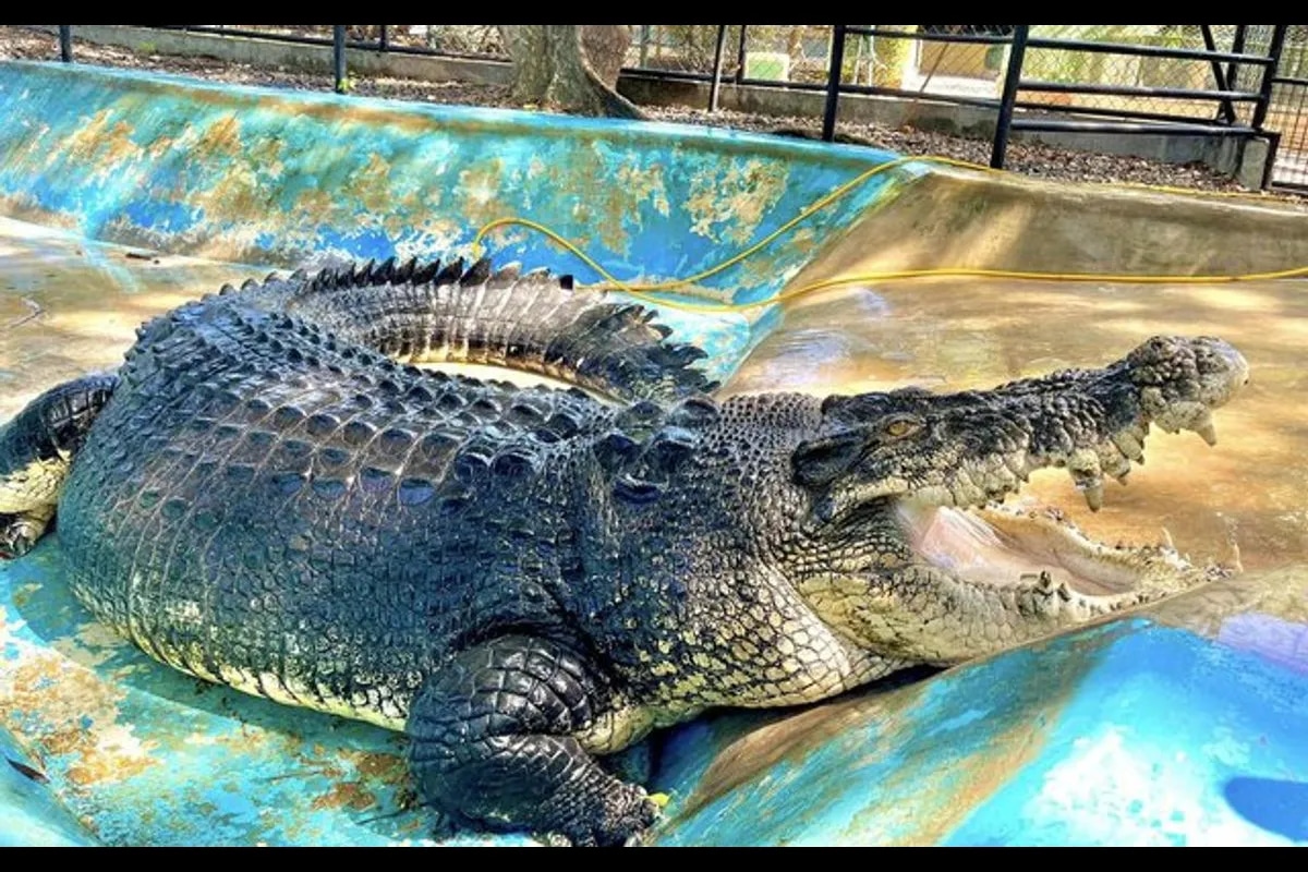 Pangil, PH's largest crocodile after Lolong, dies of cancer | ABS-CBN News