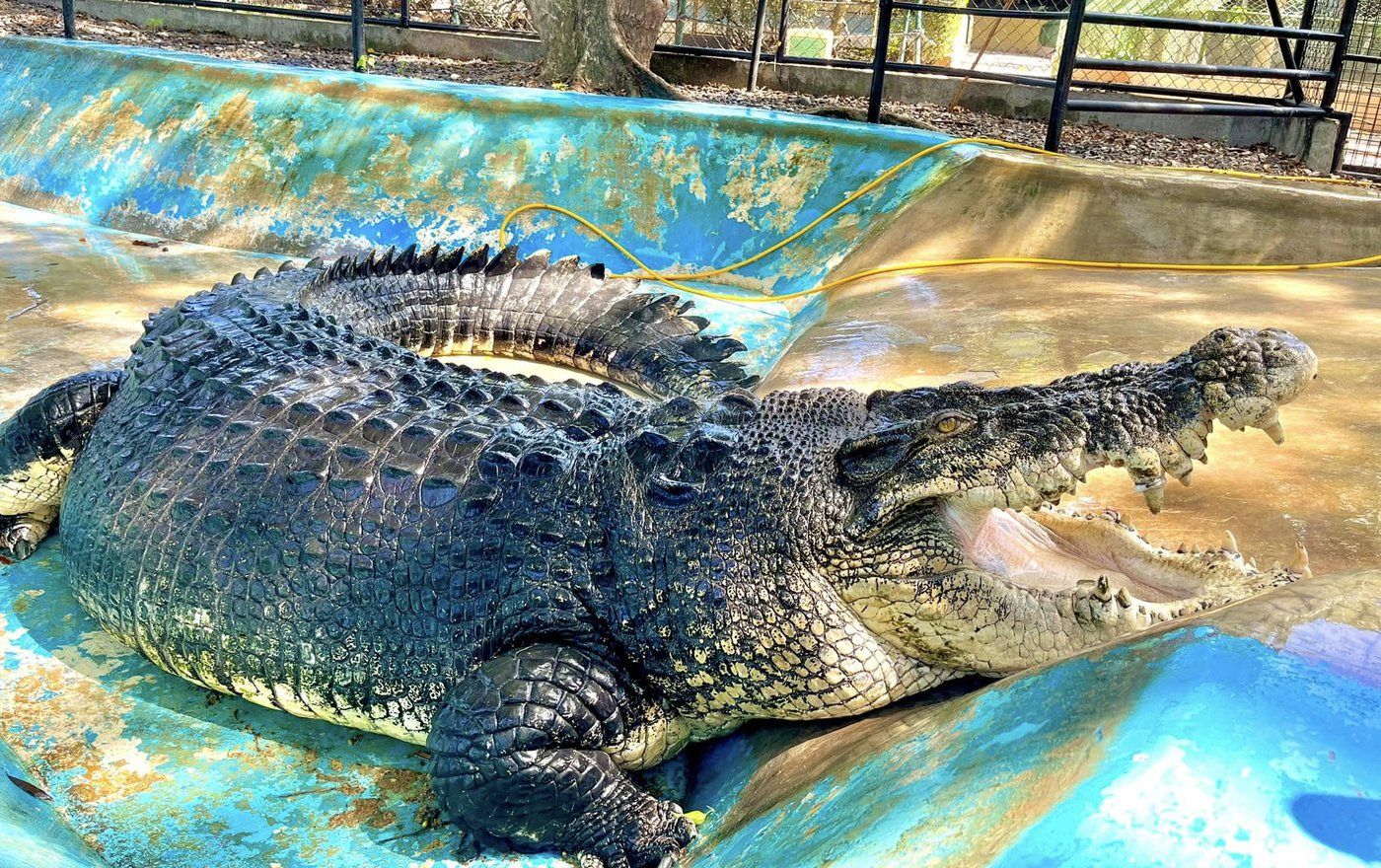 Pangil, PH's largest crocodile after Lolong, dies of cancer | ABS-CBN News