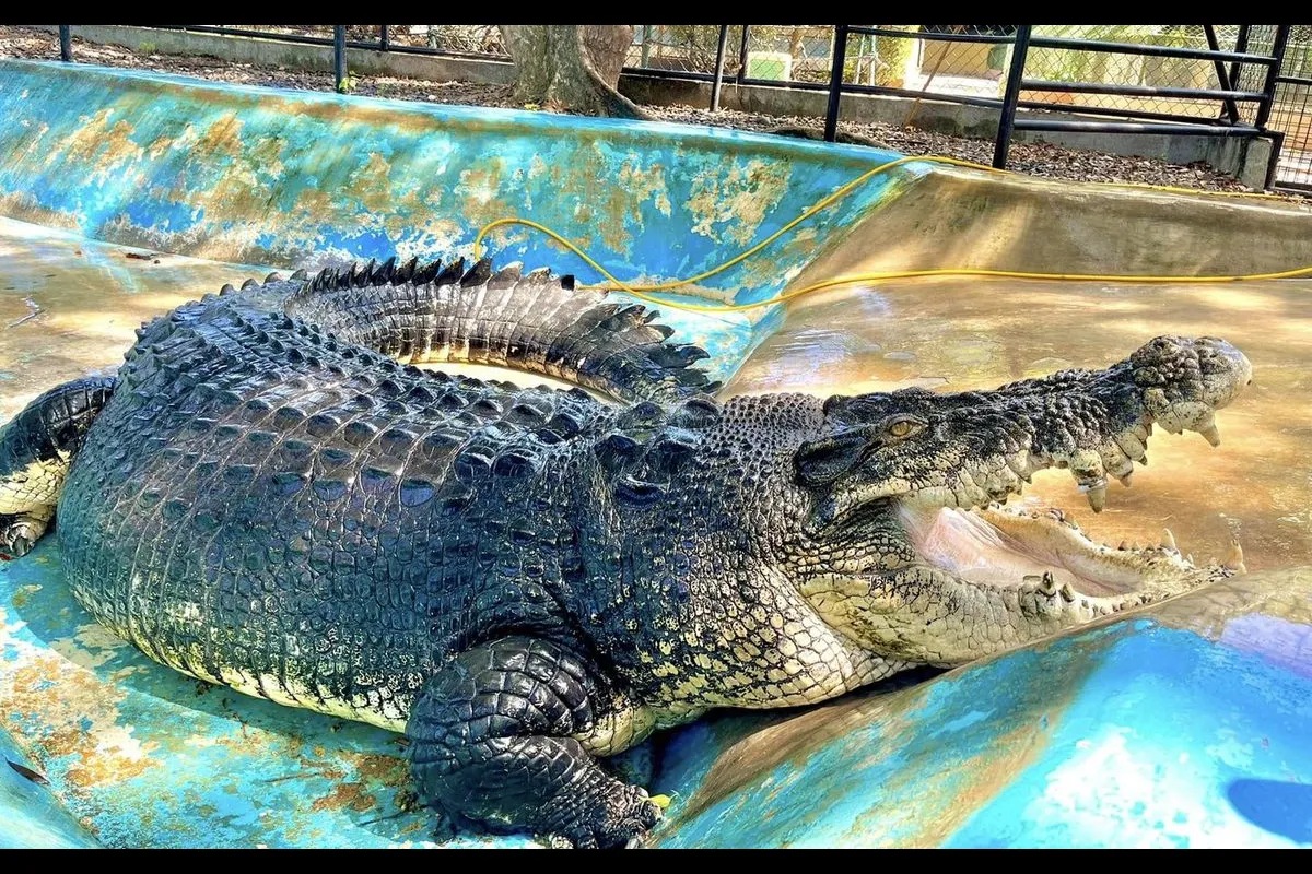 Pangil, PH's largest crocodile after Lolong, dies of cancer | ABS-CBN News