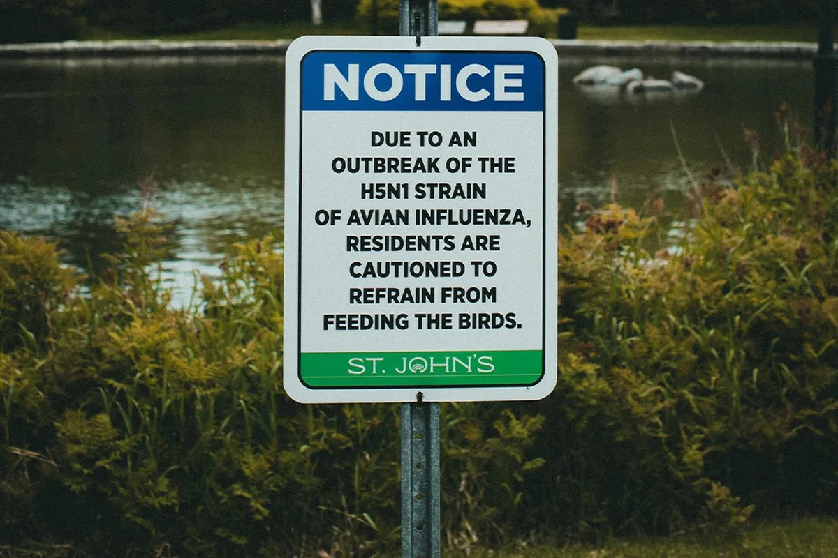 Bird Flu: What You Need to Know and How to Stay Safe | ABS-CBN Lifestyle