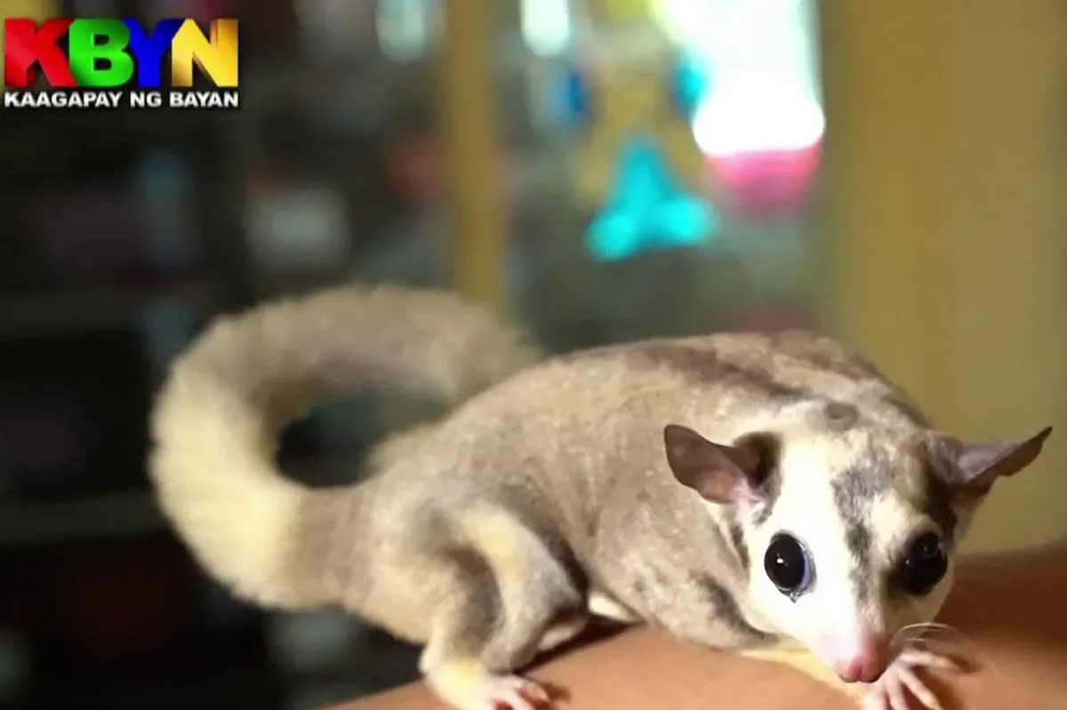 KBYN Special: Nasa 400 sugar gliders pinaparami at inaalagaan sa Tondo ...