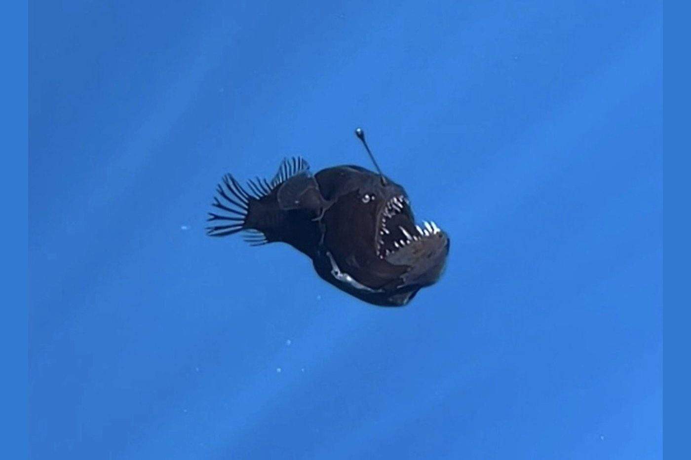 Why Is the Anglerfish Suddenly Viral? | ABS-CBN Lifestyle