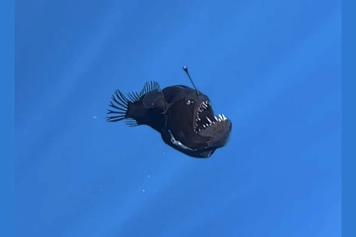 Why Is the Anglerfish Suddenly Viral? | ABS-CBN Metro.Style