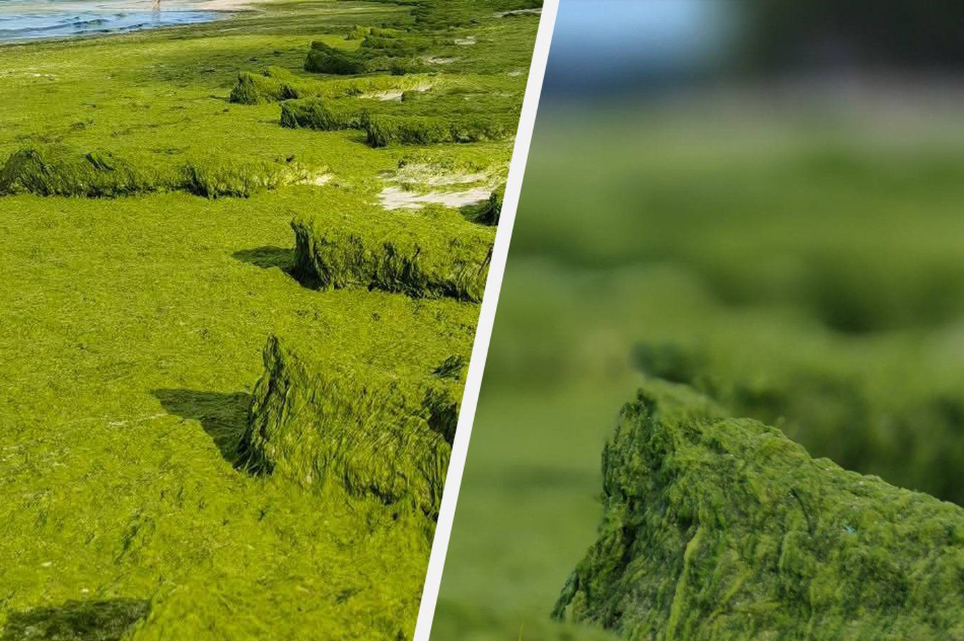 Boracay shoreline covered with green algae | ABS-CBN News