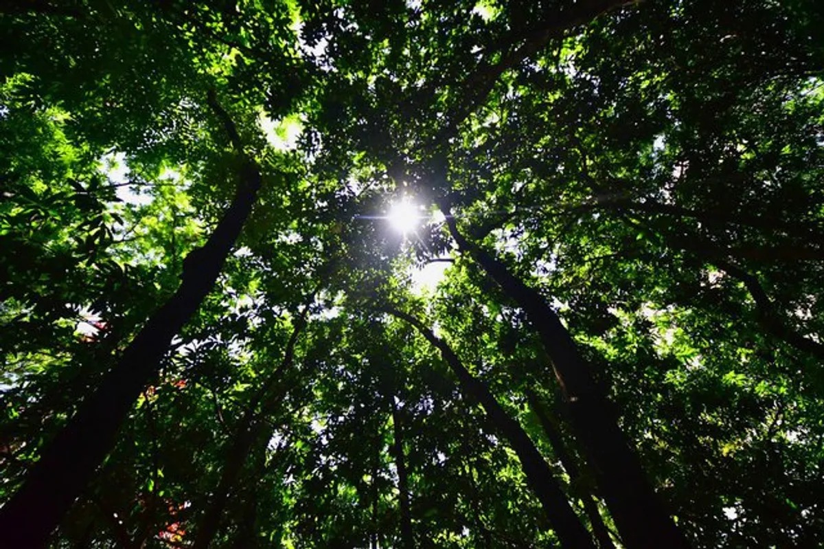 DENR to increase country’s forest cover by additional 3 million ...