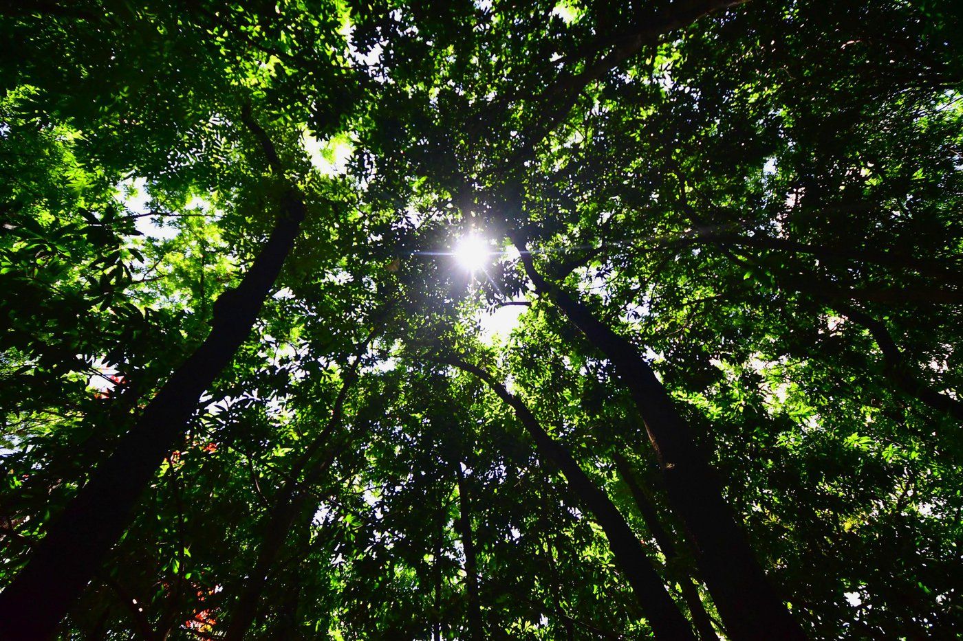 DENR to increase country’s forest cover by additional 3 million ...