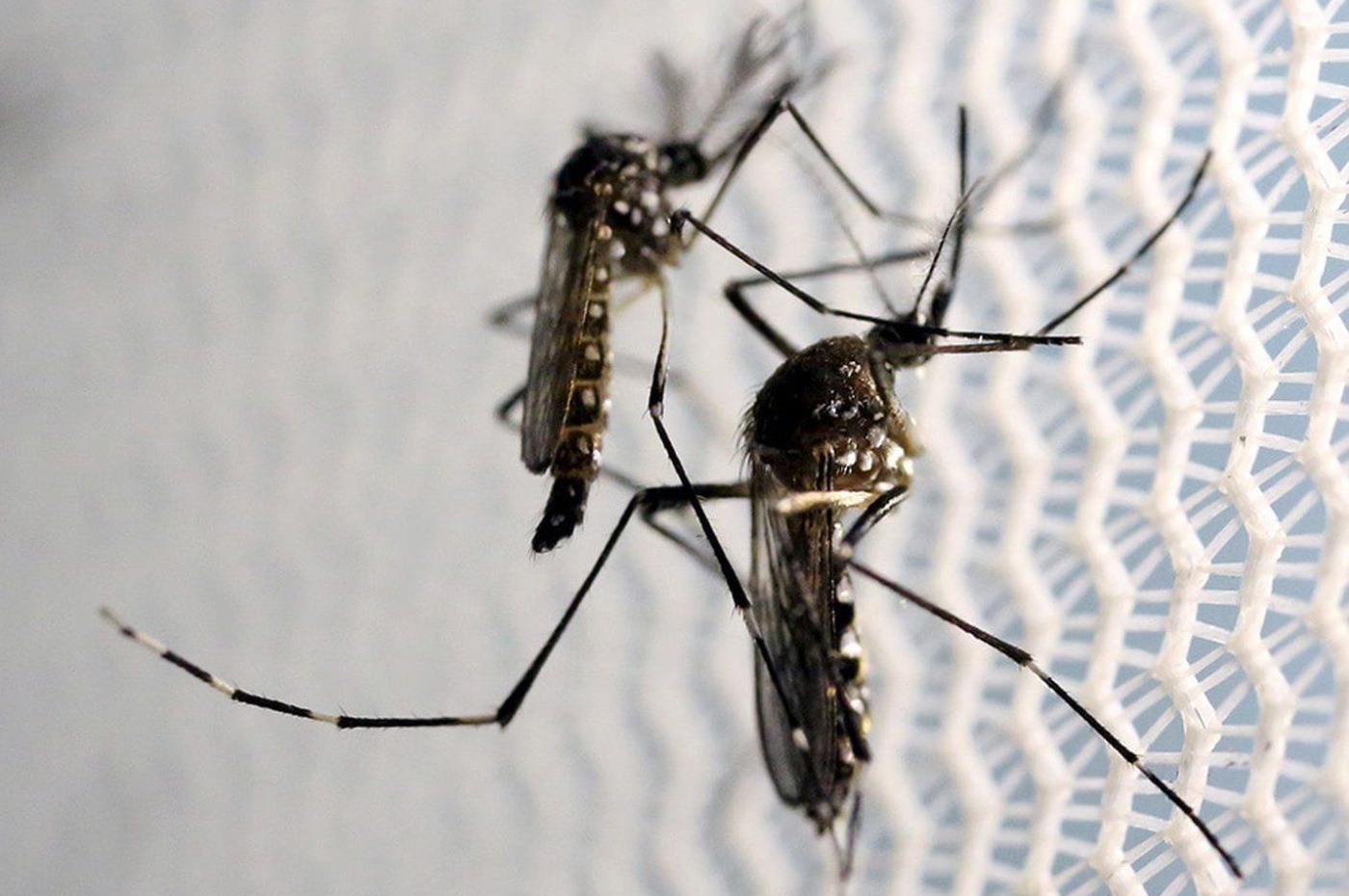 DOH open to experiment on wolbachia bacteria as means to control dengue ...