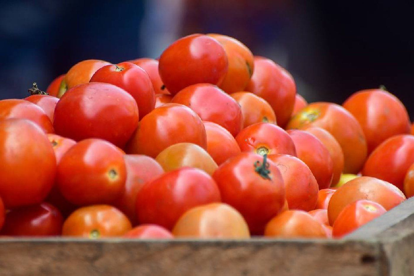 Presyo ng kamatis bumagsak sa P4/kilo sa Nueva Ecija | ABS-CBN News Presyo ng kamatis bumagsak sa P4/kilo sa Nueva Ecija | ABS-CBN News