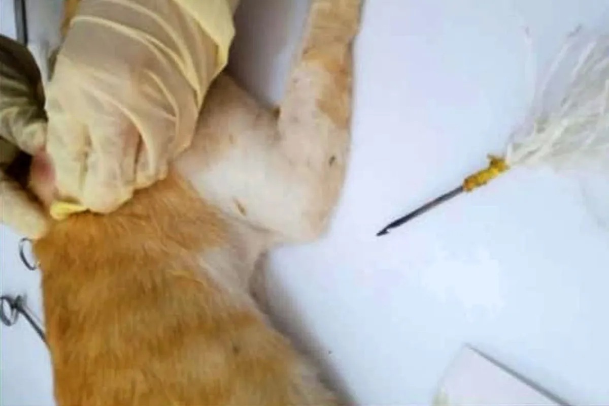 Cat shot with arrow; PAWS seeks more info on perpetrator | ABS-CBN News