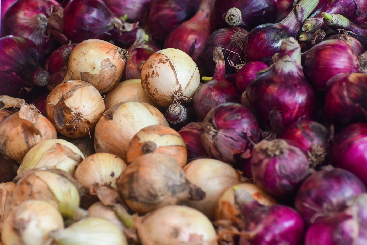 Onion importer faces complaint over lack of permits | ABS-CBN News