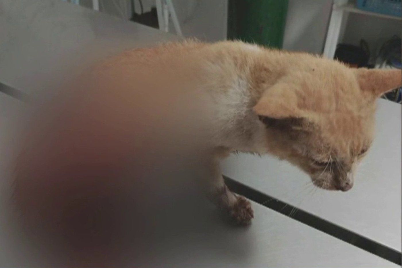 Pusa patay matapos umanong saksakin sa Negros Occidental | ABS-CBN News