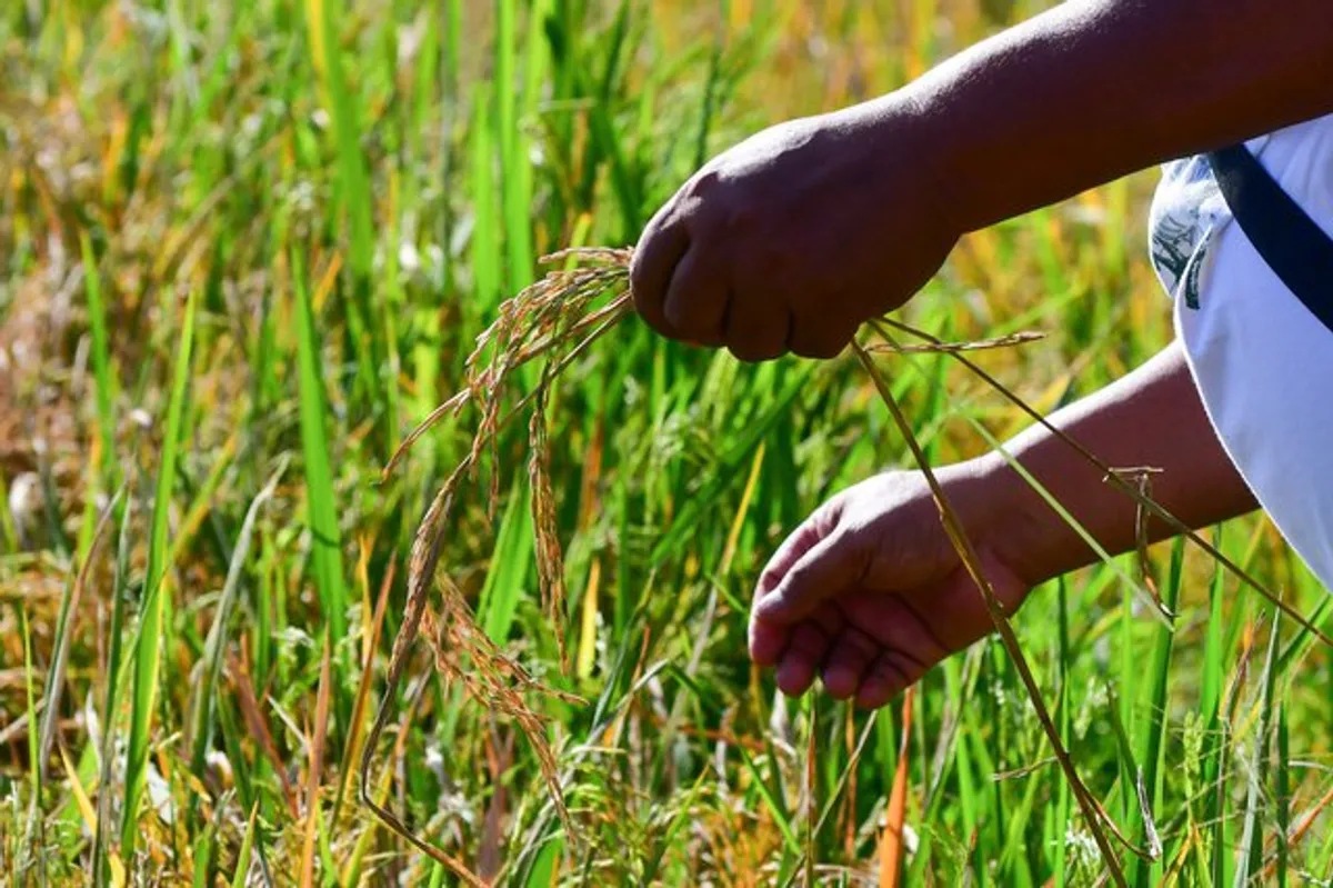Enough water for irrigation, NIA assures as dry season looms | ABS-CBN News