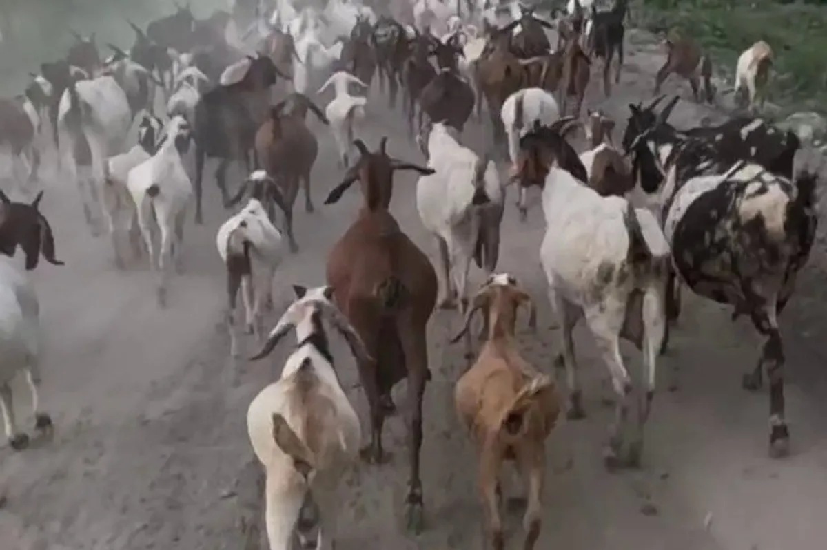 TV PATROL: Ginang na napasusunod sa utos ang mga alagang kambing tampok ...