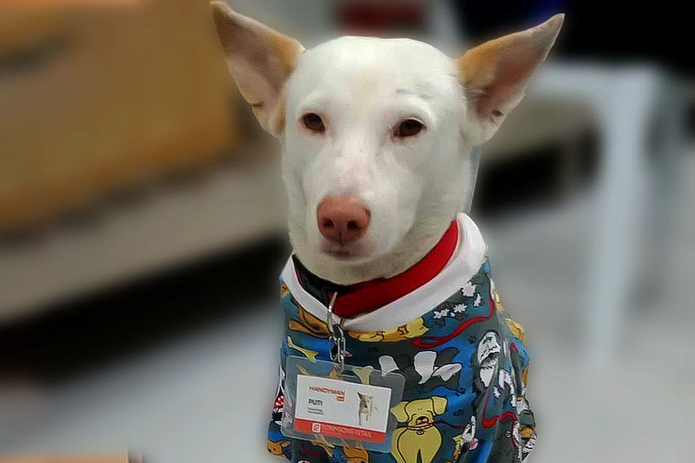 Aspin na may ID, 'empleyado' na sa isang hardware store | ABS-CBN News