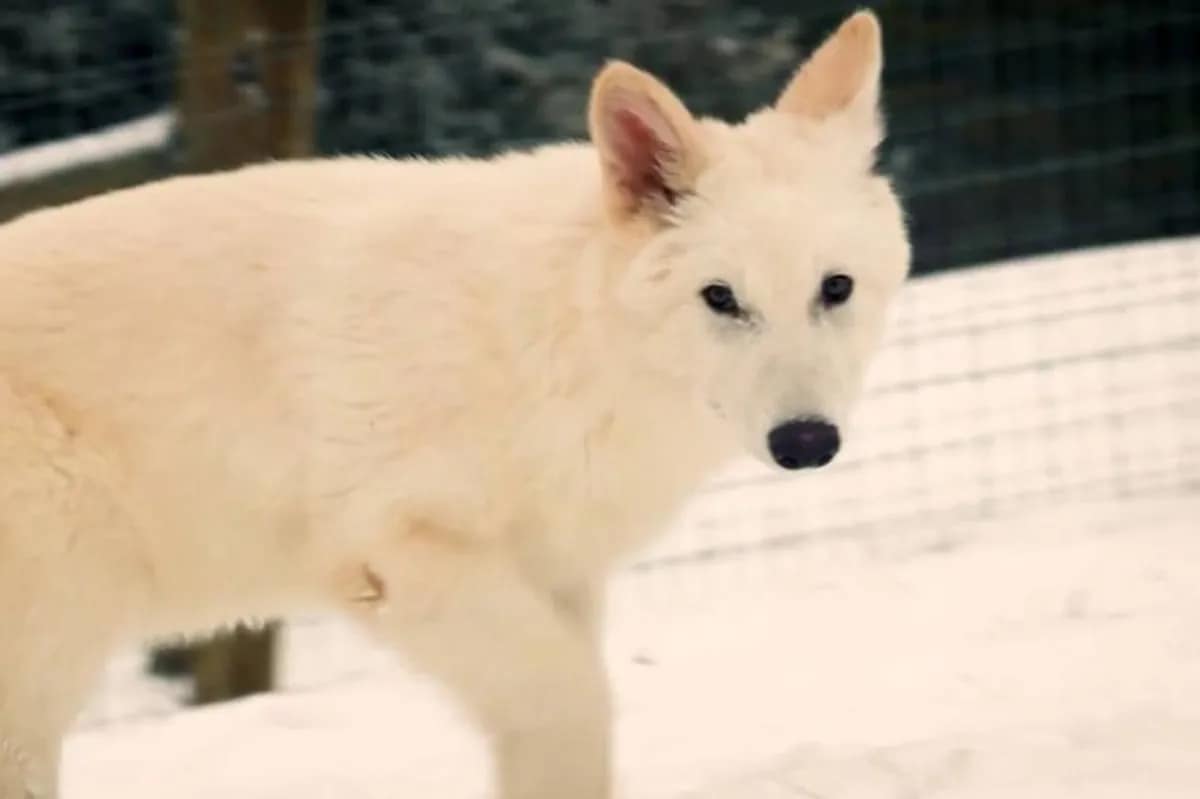 Researchers claim to have revived long-extinct dire wolf species ...