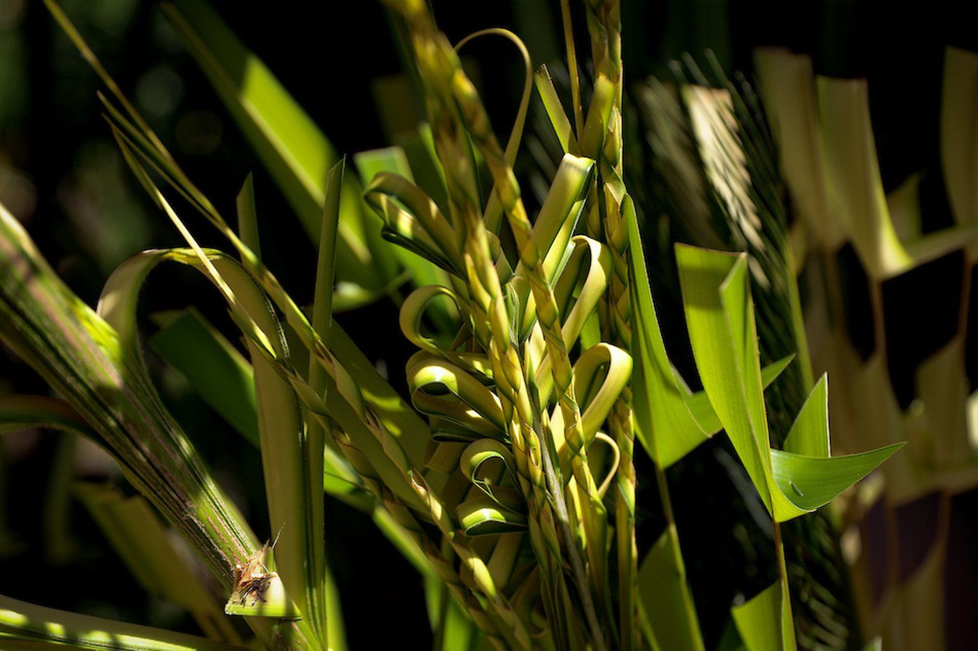 Simbahan ng viral na pari na nagpalabas ng mga palaspas vendor nagpaliwanag | ABS-CBN News