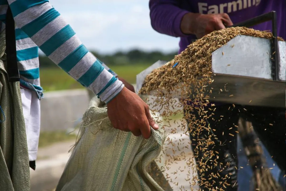 P8 billion in additional funds needed for 15-day rice buffer stock: NFA ...