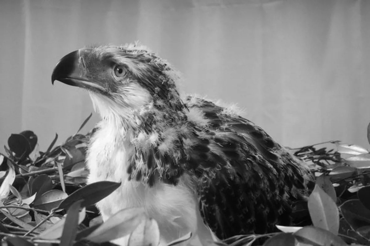 3 months after 'groundbreaking birth', Philippine eaglet 'Riley' dies ...