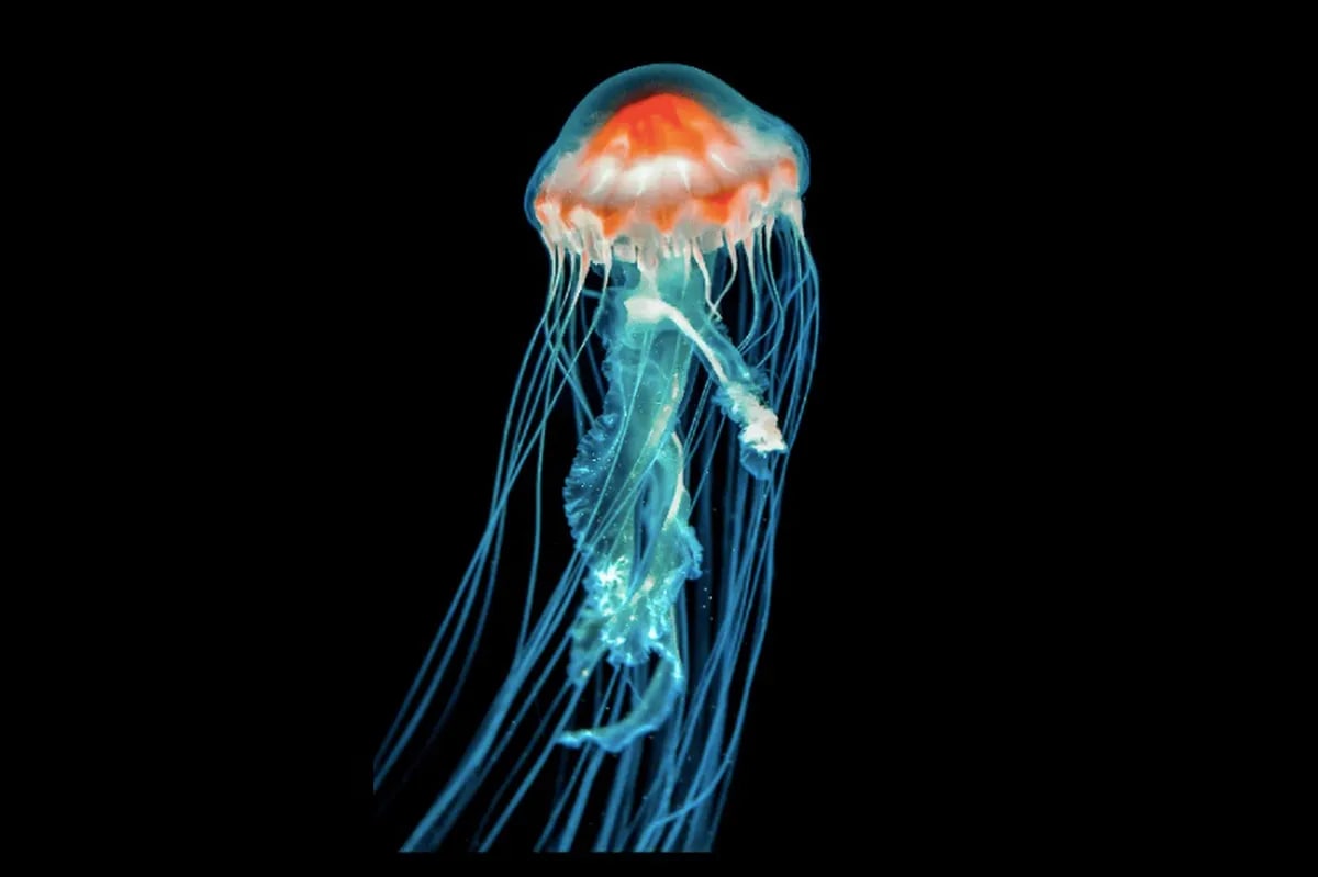 'Walang friendly na jellyfish': Ilang safety tips kapag nadikitan ng ...