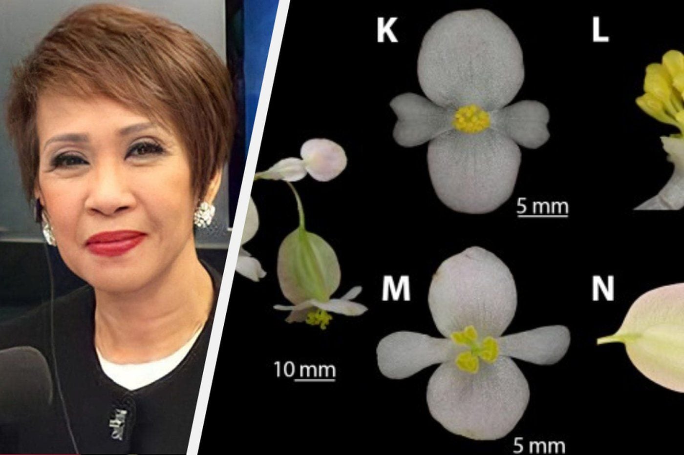 'Begonia dorisiae': New flowering plant species named after Doris ...