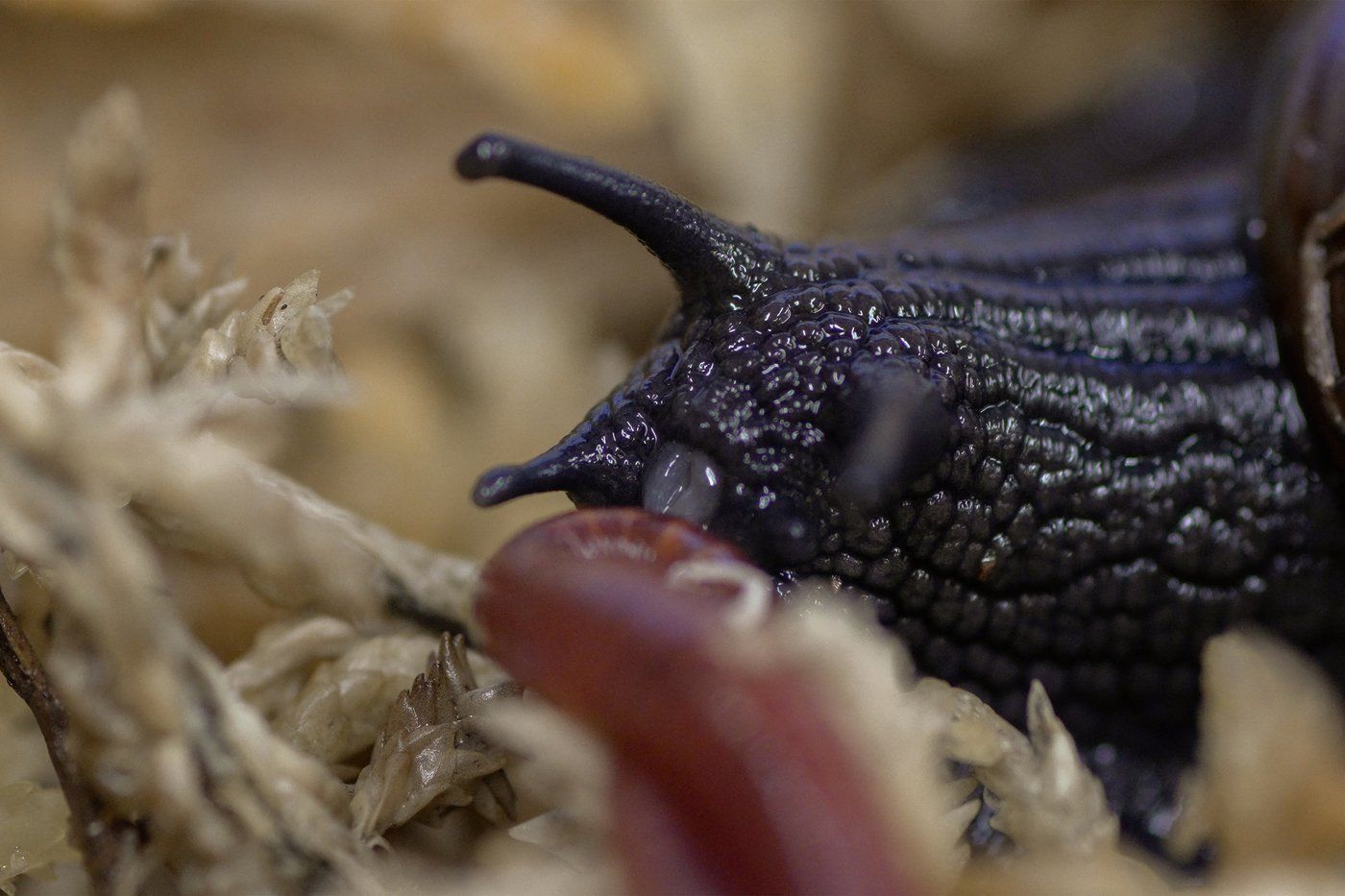 What the shell: Scientists marvel as rare snail lays egg from neck ...