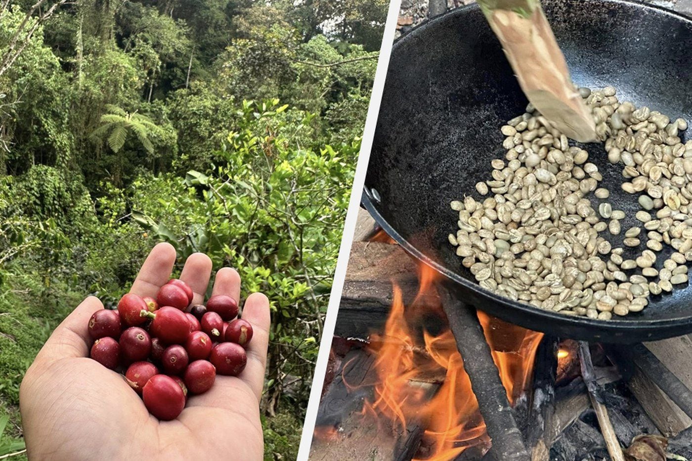 This coffee farm in Mountain Province helps keep forests alive | ABS ...