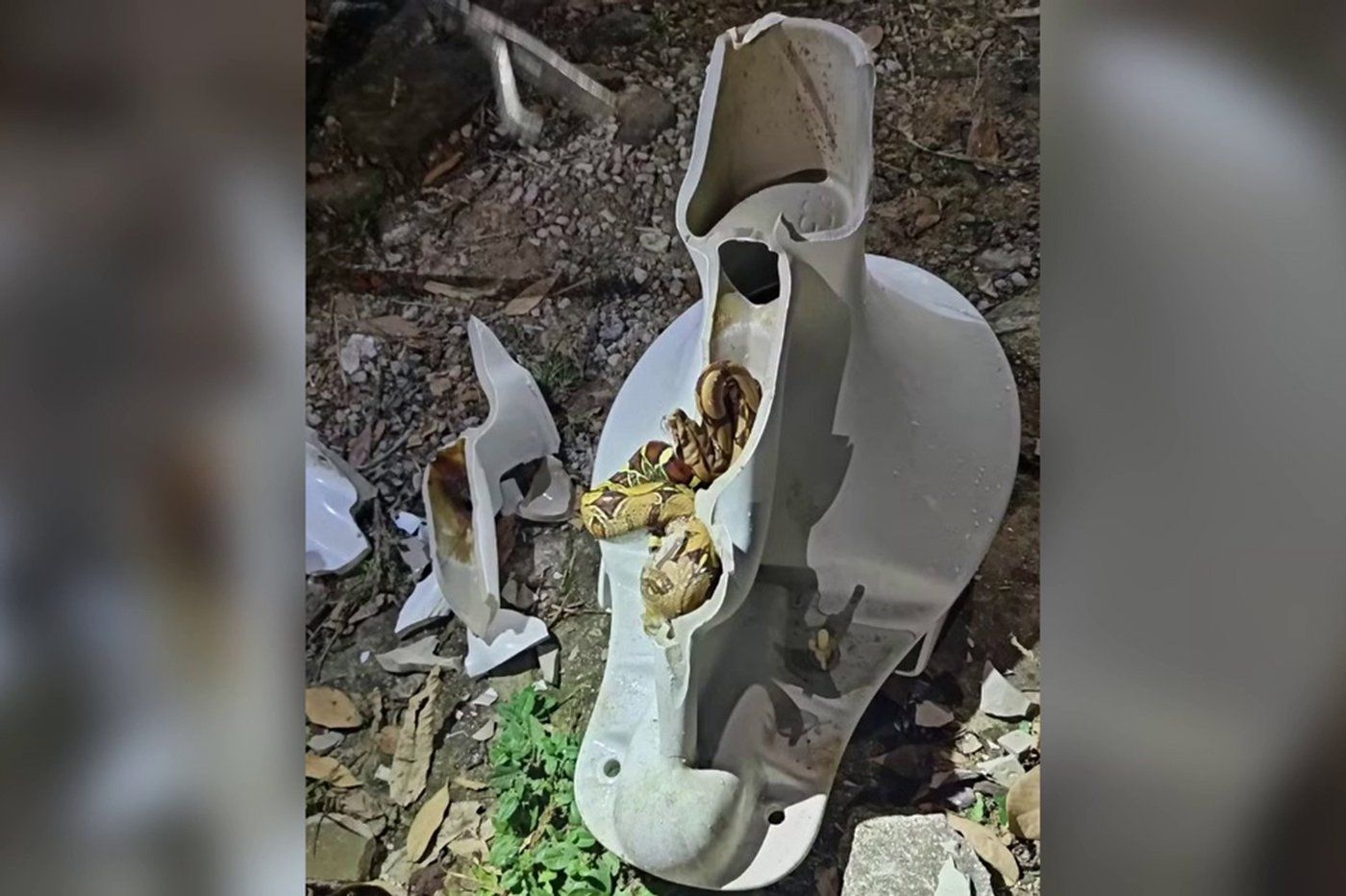 Ahas natagpuan sa inidoro sa Brazil | ABS-CBN News