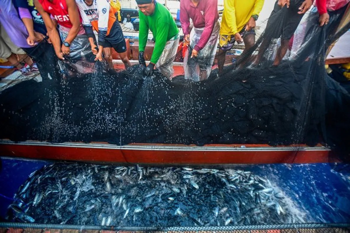 Chinese incursions in West PH Sea pull down Pinoy fisherfolk's catches ...