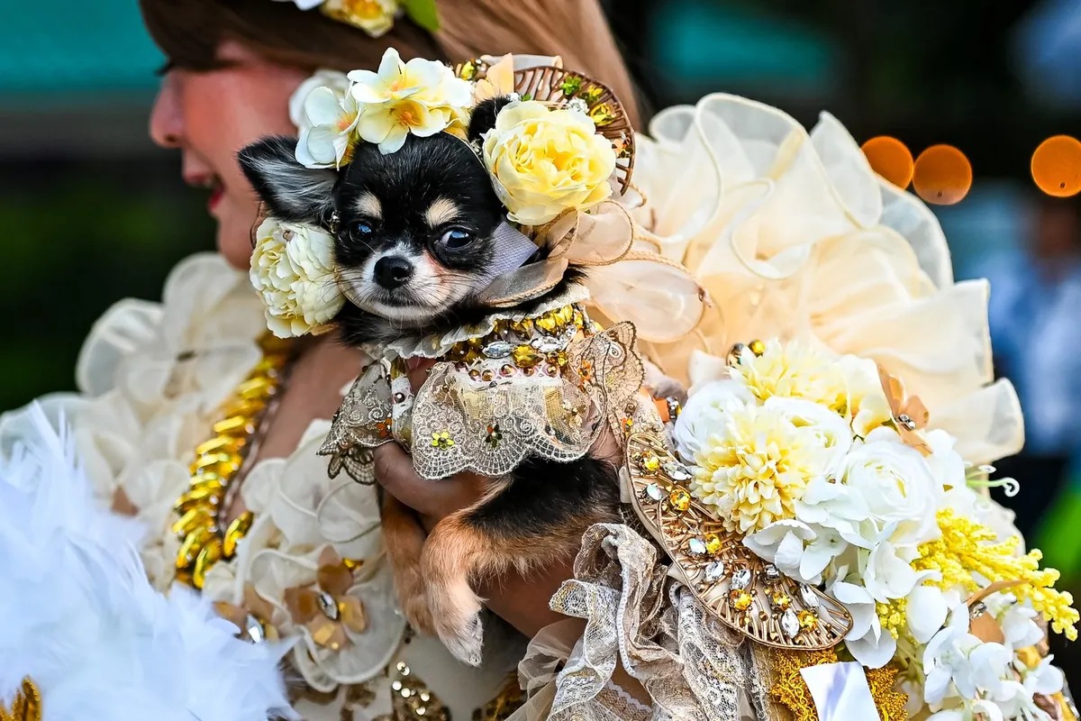 'Furries de Mayo': Fur Santacruzan held to promote responsible pet ...