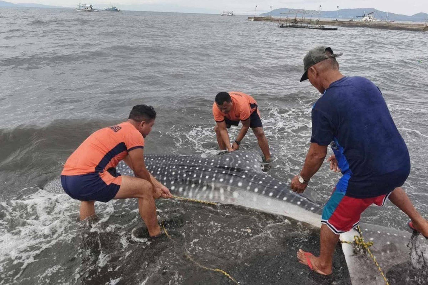 Whale shark stranded in shallow waters in Batangas dies | ABS-CBN News