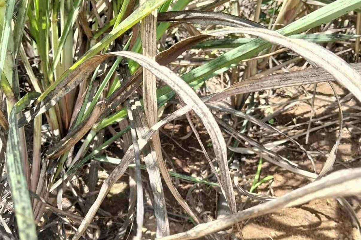 Nearly 190 hectares of Negros Occidental sugar farms affected by insect ...