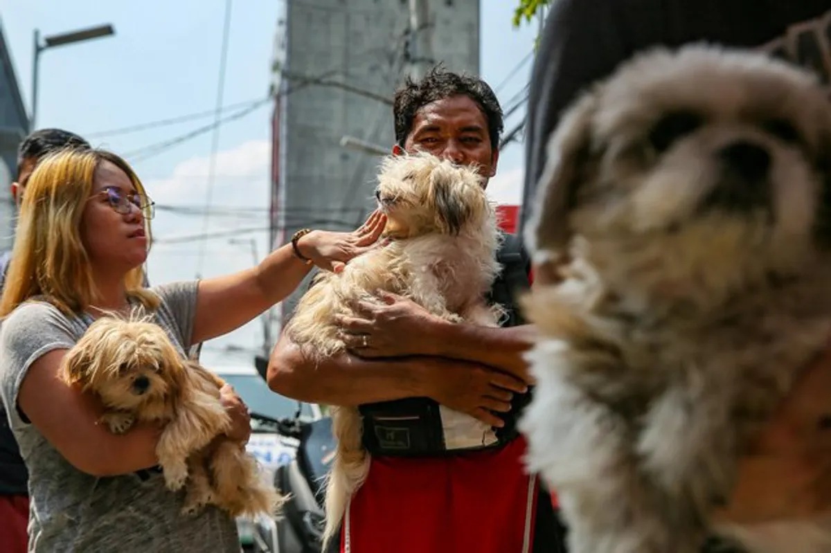 DOH: Rabies cases in 2025 down 32 percent from last year | ABS-CBN News