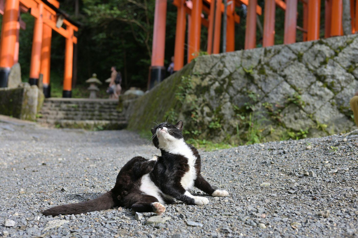 Around 100 dead cats found at Japan woman's home | ABS-CBN News
