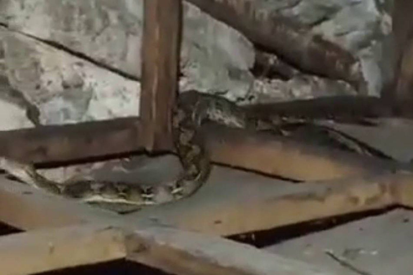 Sawa bumaba sa kisame ng isang bahay sa Tacloban | ABS-CBN News