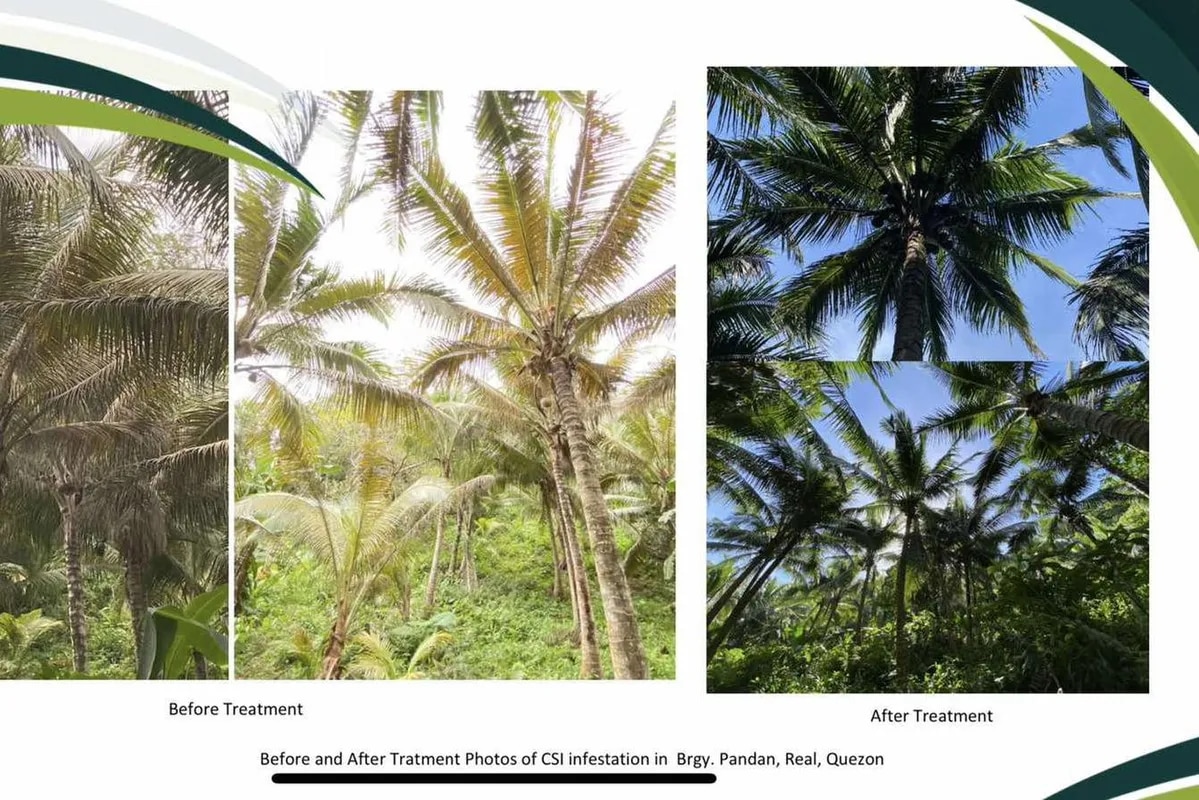 Cocolisap infests half a million coconut trees in nine regions | ABS ...