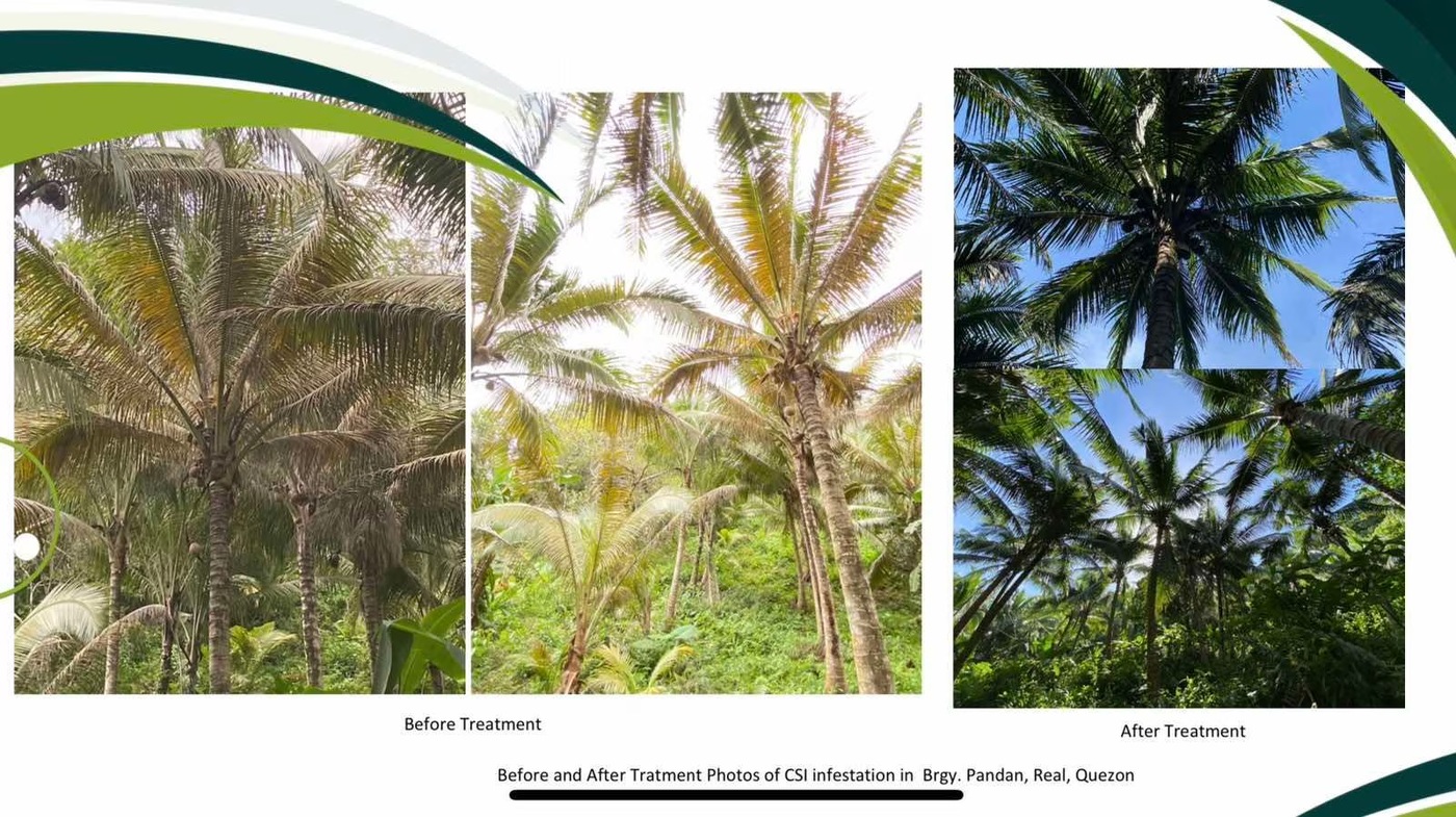 'Cocolisap' infests half a million trees, causes P200 million in losses ...