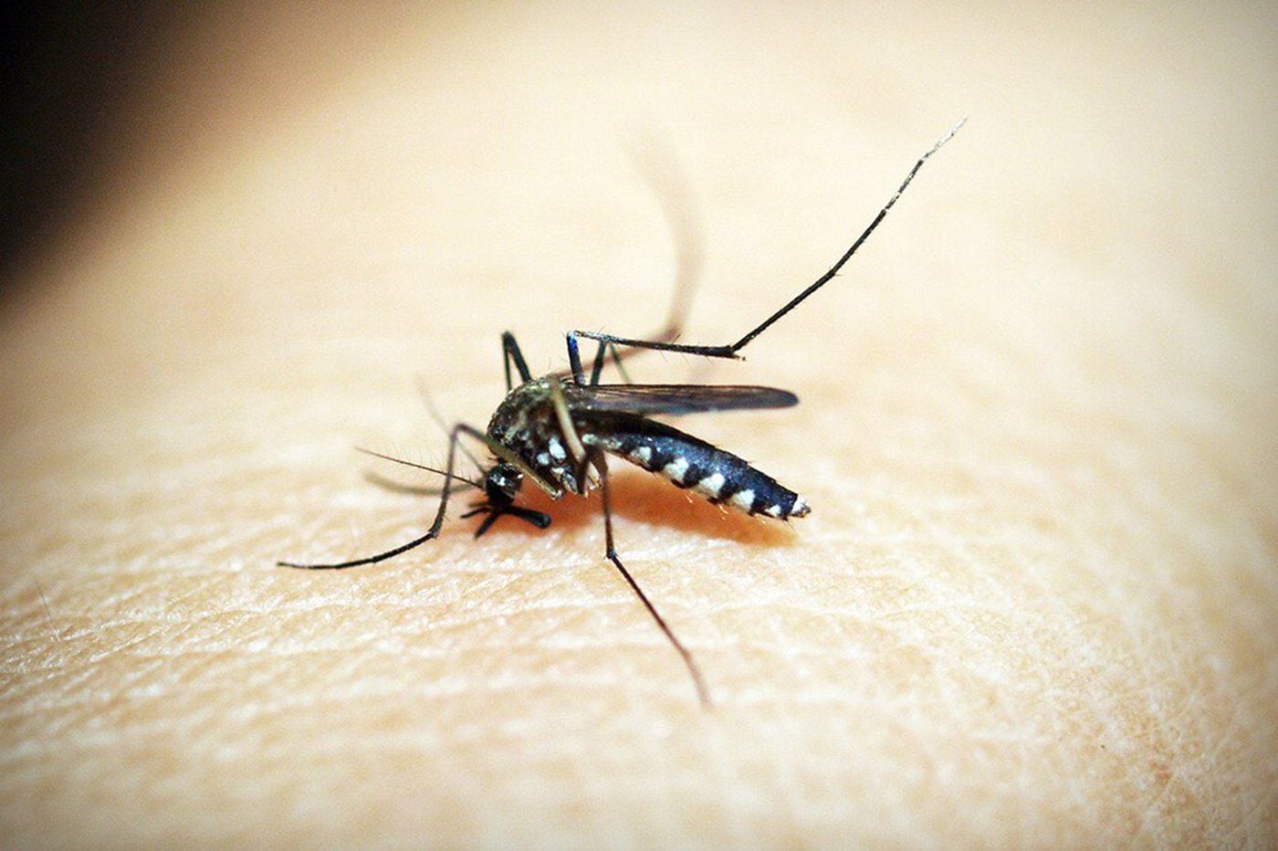 Dengue cases in PH show slight increase, DOH says | ABS-CBN News