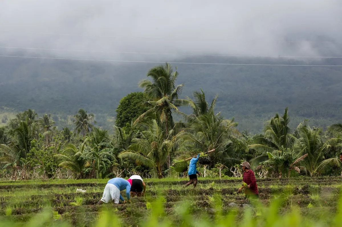 NFA says it has enough quality rice buffer stock for calamities | ABS ...
