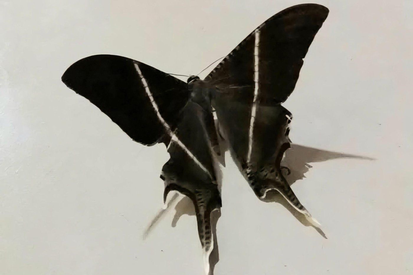Tropical swallowtail moths in Metro Manila: What you need to know | ABS ...