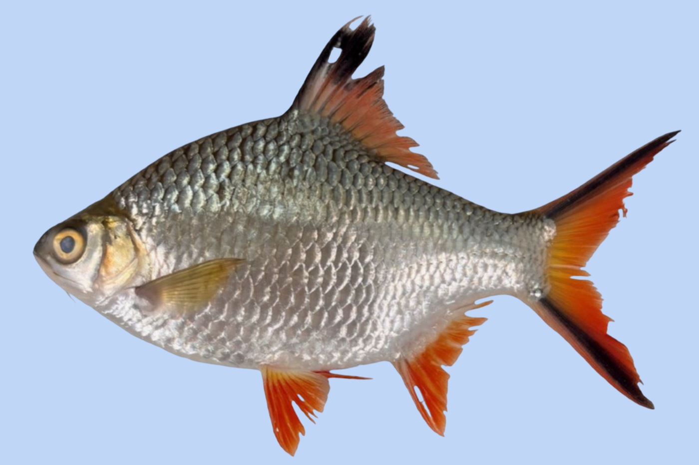 Researchers warn vs 'alien fish' in Laguna de Bay | ABS-CBN News