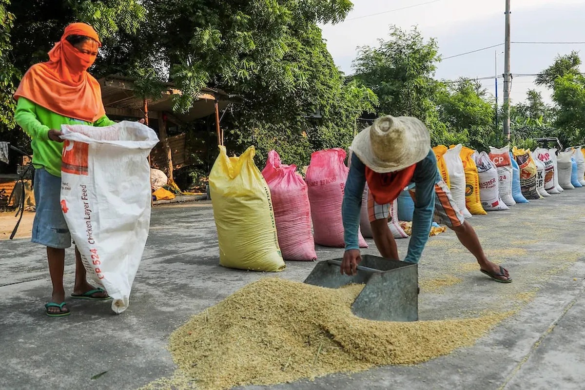 Palace urges farmers to report traders taking advantage of P20 rice ...