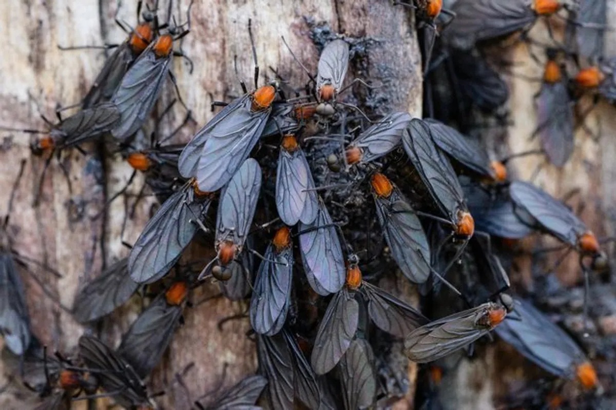 Rotten insects, viral videos and climate change: S.Korea battles ...