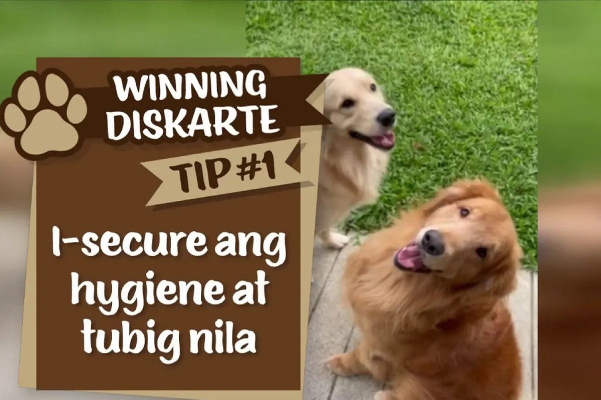 TV PATROL: Mga Winning Diskarte para makaiwas sa sakit ang pets ngayong ...